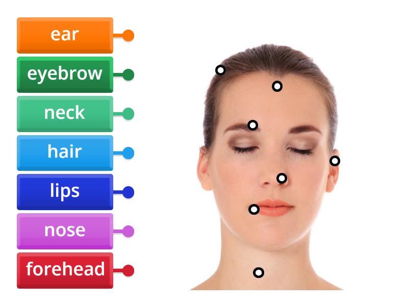 Parts of the face - Labelled diagram