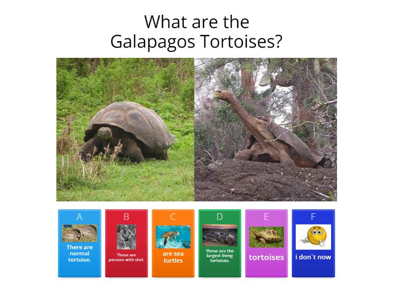 galapagos tortoises - Questionário