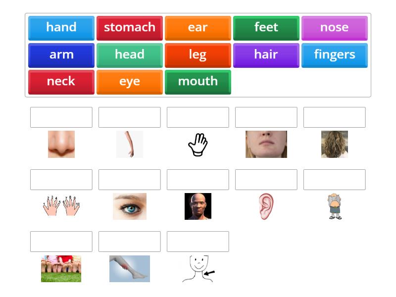 Body parts - match - Match up