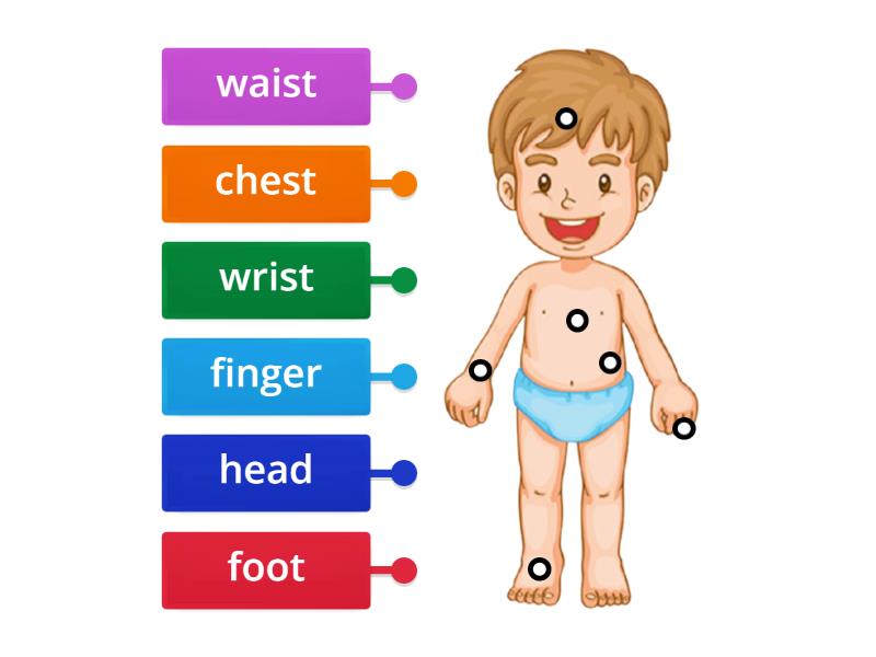 Bk 12_body parts - Labelled diagram