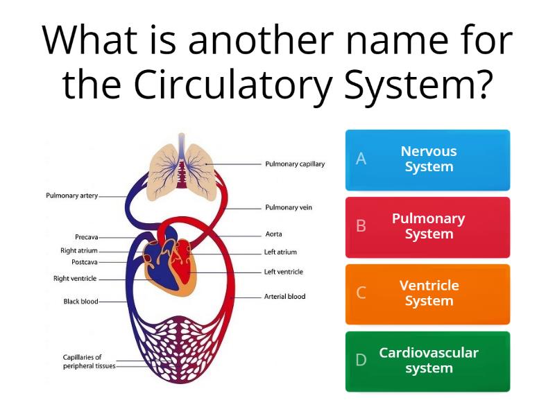 Circulatory System Revision - Quiz