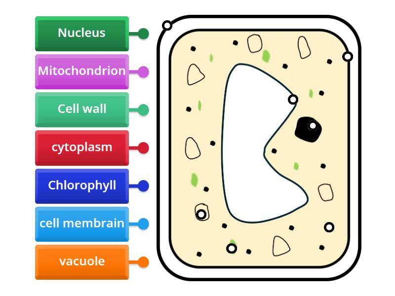 PLANT CELL - Labelled diagram