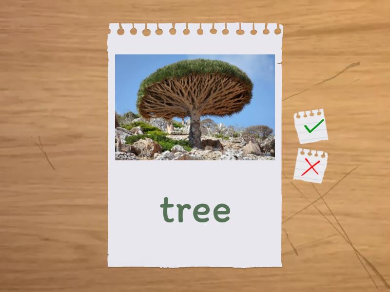 Prepare Unit 17 nature - Flash cards