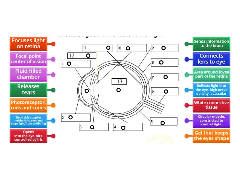 Eye functions - Labelled diagram
