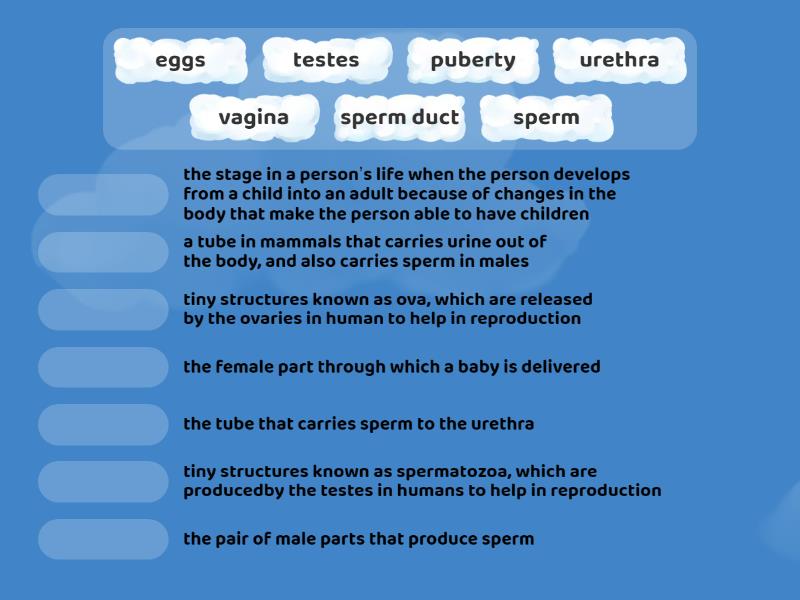 6th grade The Human Reproductive System - Match up