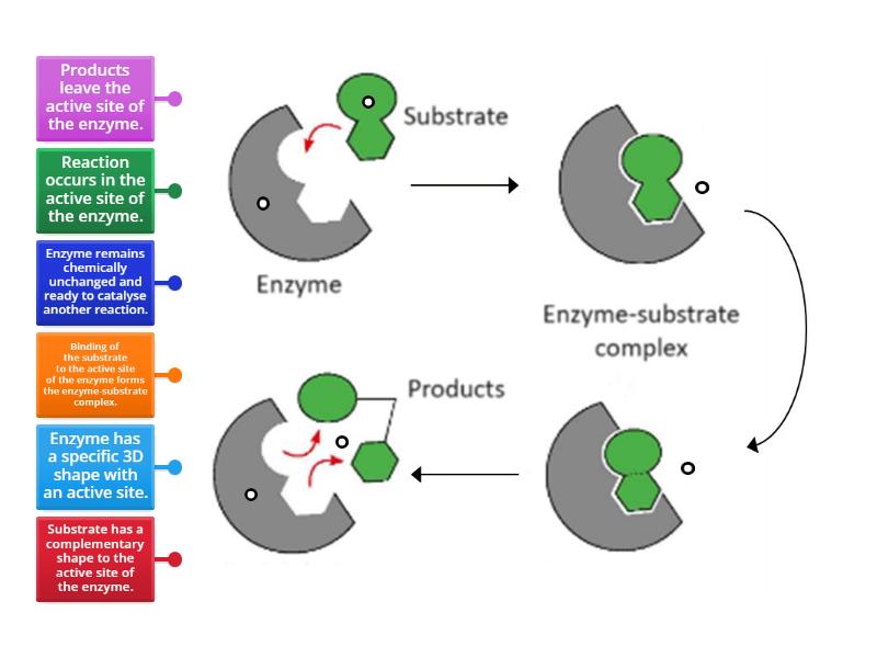 Mode of action of an enzyme - Labelled diagram