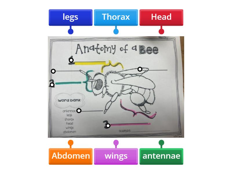 bee - Labelled diagram