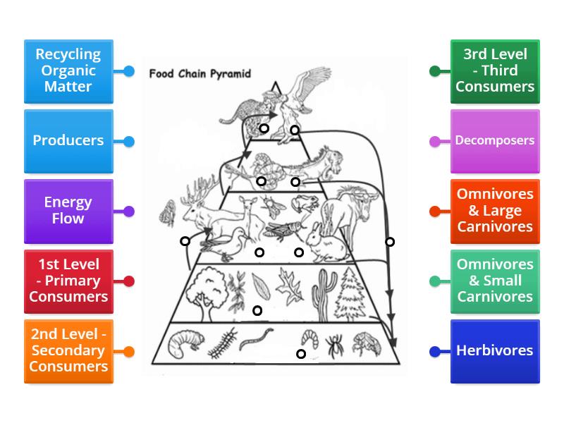 Food Chain - Energy Pyramid - Labelled diagram