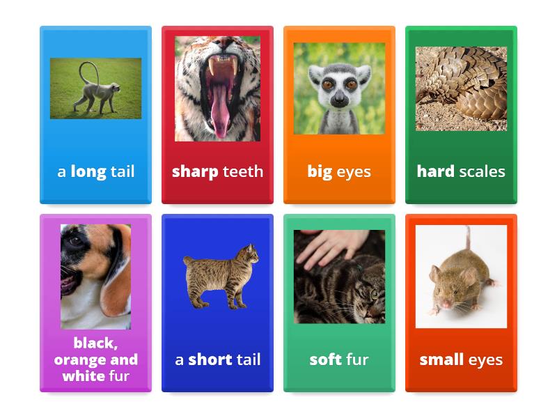 Animal Body Parts adjectives - Fichas giratorias