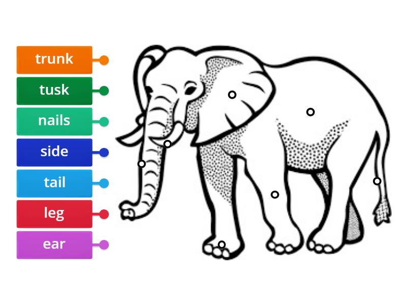 Elephant Body Parts - Labelled diagram