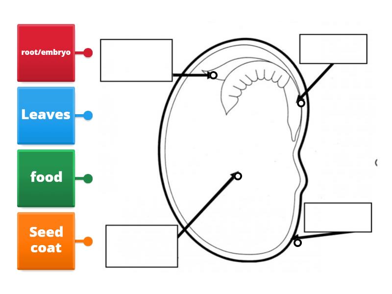 Parts of a seed - Labelled diagram