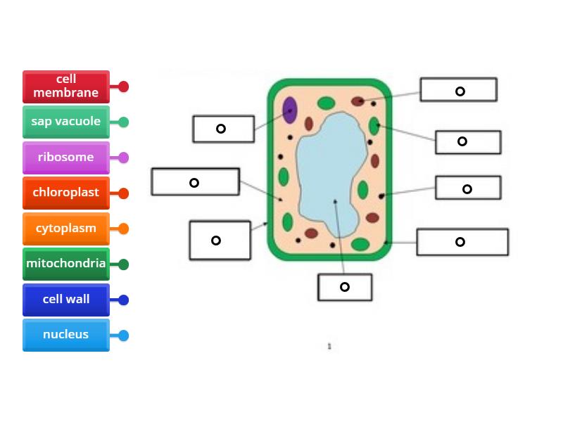 plant cells - Labelled diagram
