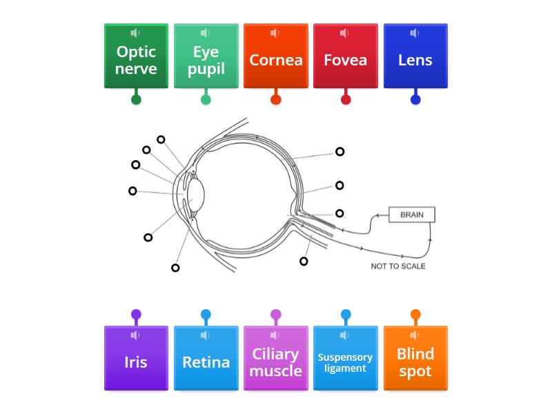 Label the eye structure - Диаграмма с метками