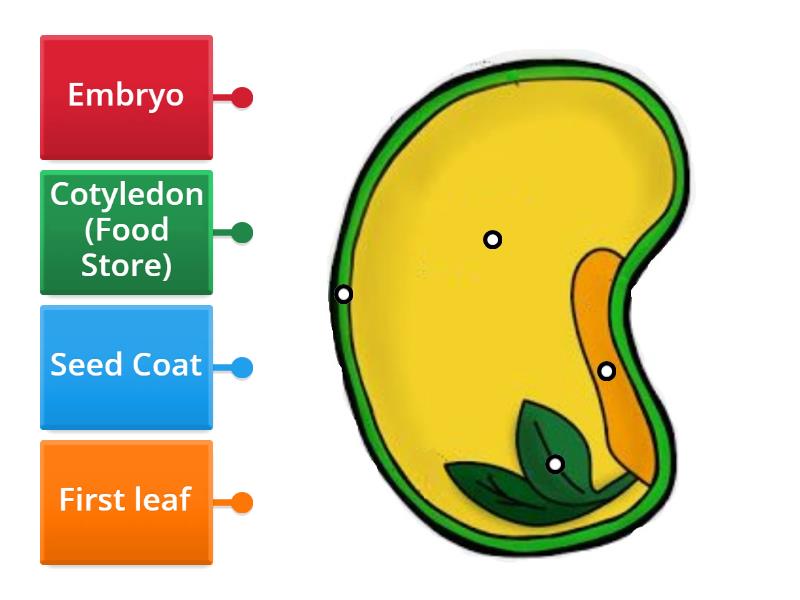 Parts of a Seed - Labelled diagram