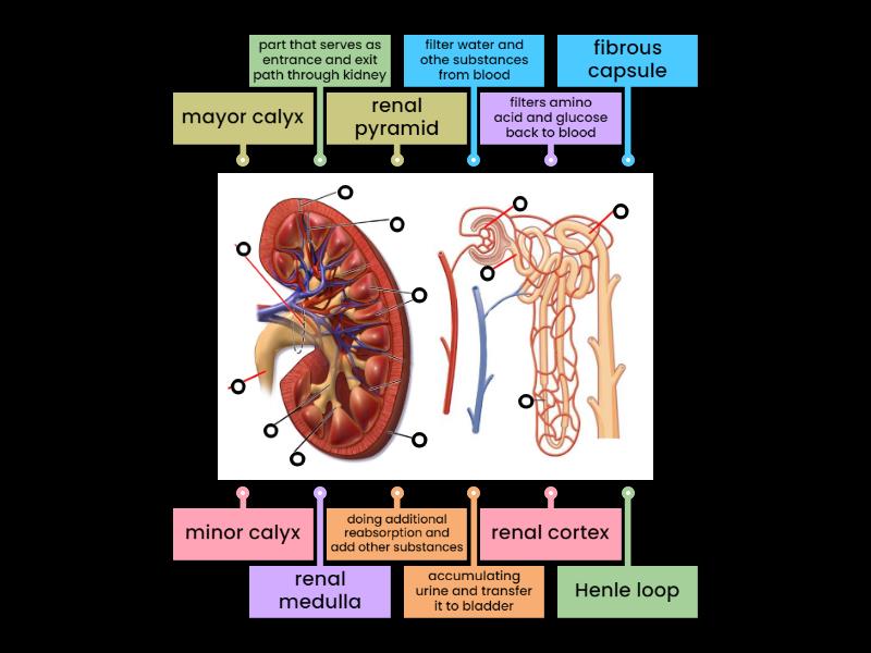 Game 1: Kidney Structure and Function - Labelled diagram