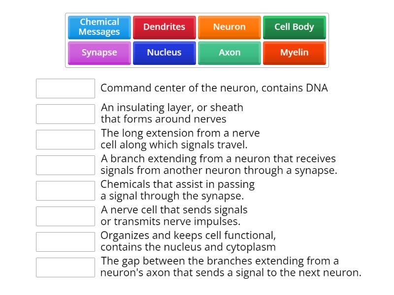 Parts of the Neuron - Match up
