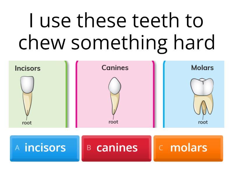 Vinschool - Science - Unit 4 - Teeth (incisors, canines, molars) - Quiz