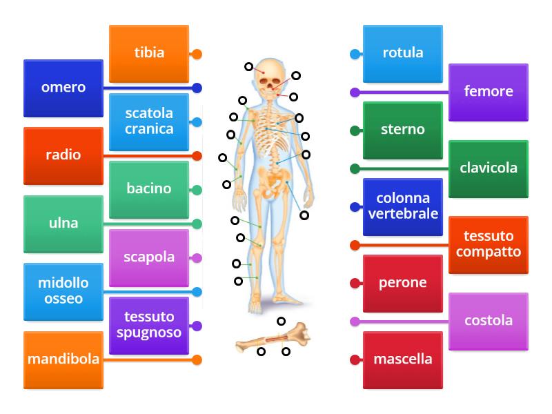 Lo scheletro e le ossa - Labelled diagram