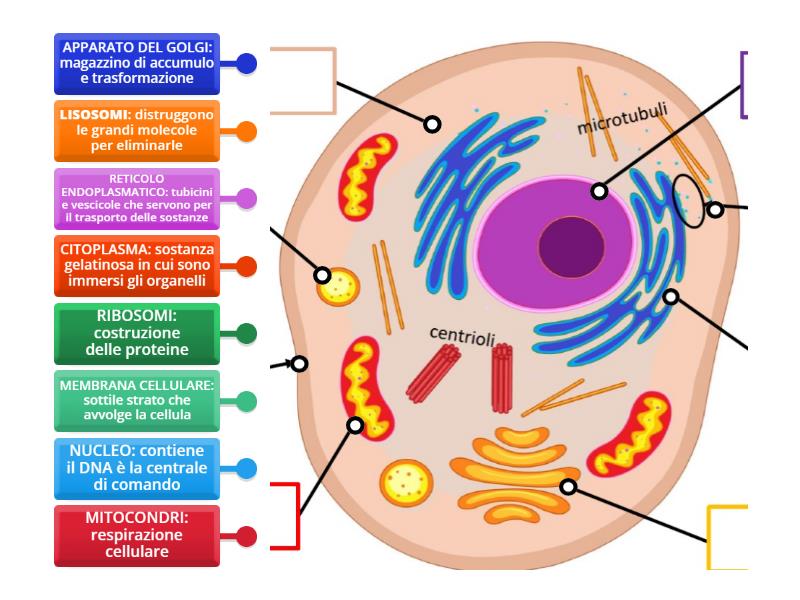CELLULA ANIMALE - Labelled diagram