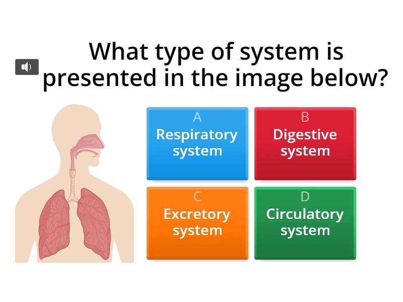 Respiratory System and Circulatory System: Quiz - Kuis