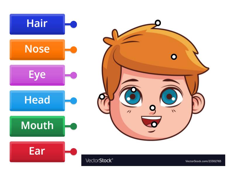 Our face - Labelled diagram