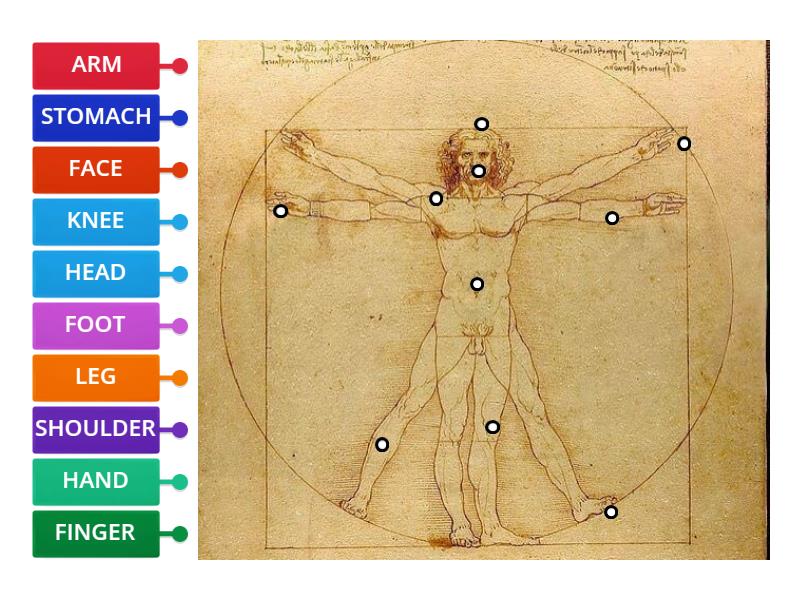 Vitruvian Man - Labelled diagram