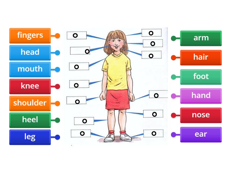 Parts of the body. - Labelled diagram