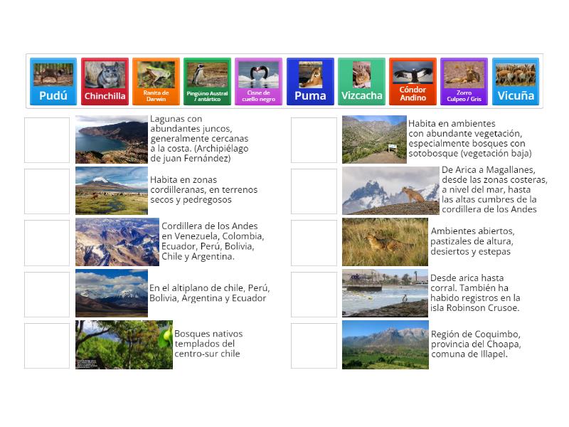 Animales de chile y sus hábitat - Match up