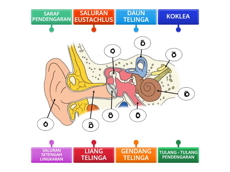 BAGIAN TELINGA - Labelled diagram