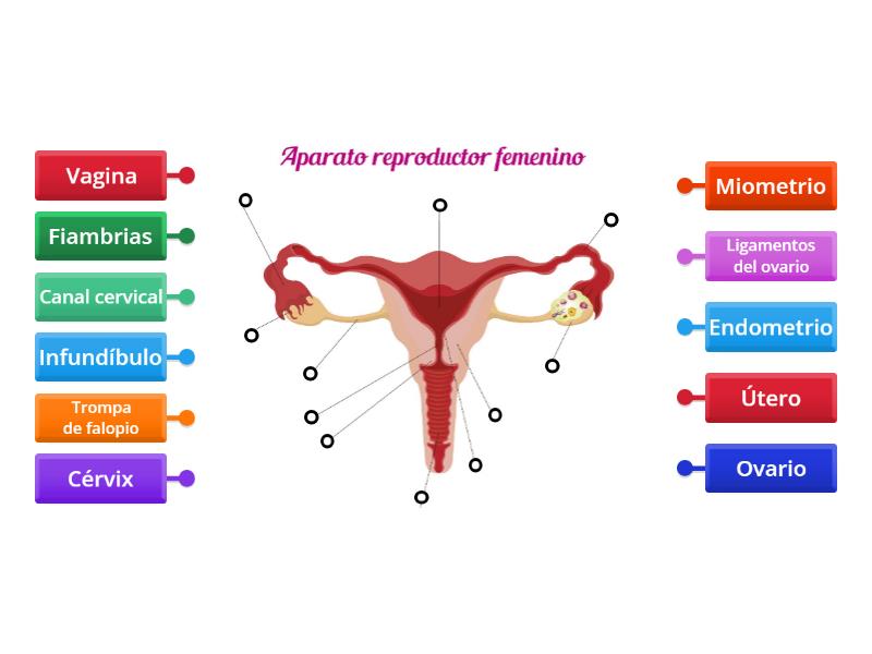 Sistema Reproductor femenino - Labelled diagram