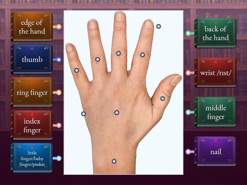 Hand Fingers - Labelled diagram