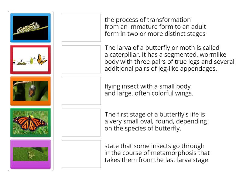 BUTTERFLY LIFE CYCLE - Match up