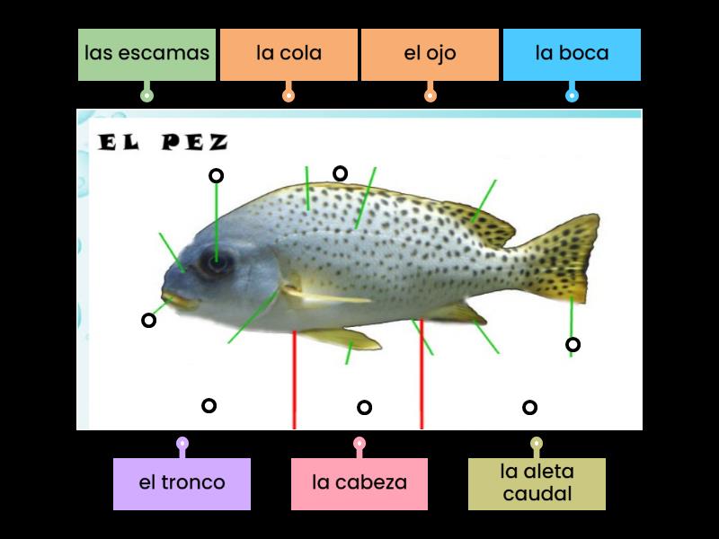 partes de los peces - Diagrama con etiquetas
