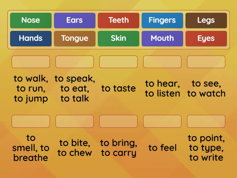 Parts of body and their function - Match up
