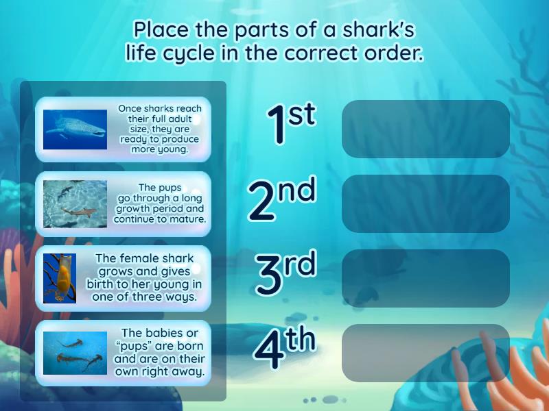 Shark Life Cycle - Rank order
