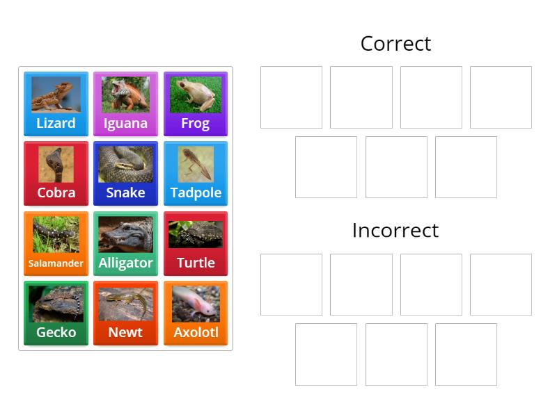 Reptile or Amphibian? - Group sort