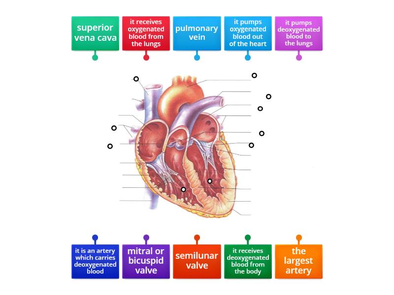 Heart - Labelled diagram