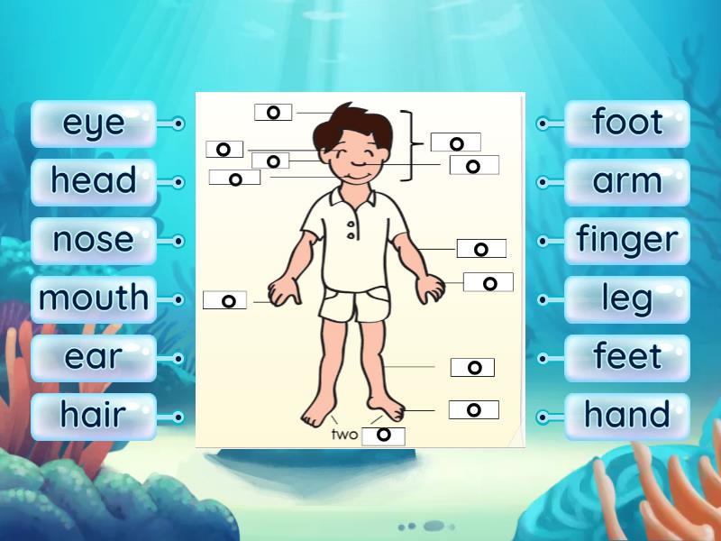 Ch4 Vocab_Body Parts - Labelled diagram