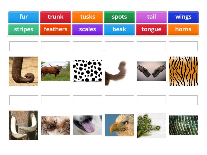 animal features - Match up