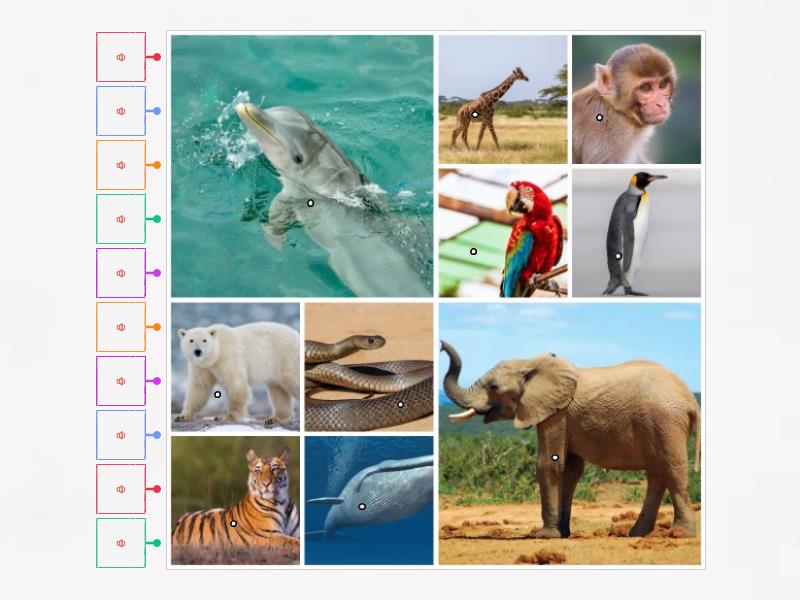 Animals. Prepare 7 NUS. Unit 2 - Labelled diagram