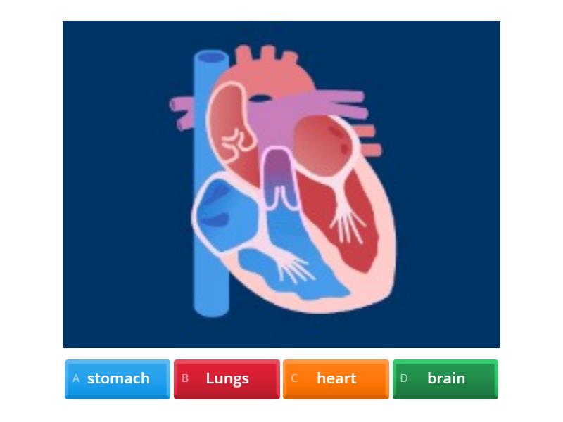 Body organs and functions - Quiz