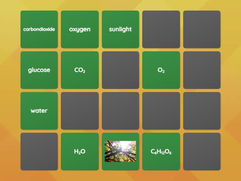 MATCH THE PHOTOSYNTHESIS - Matching pairs