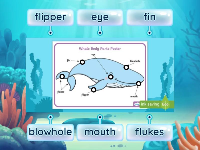 Whale parts - Labelled diagram