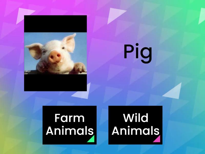 Animals...Farm animals or Wild ones? - True or false