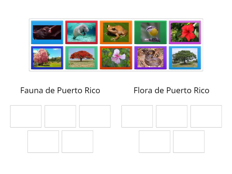 Flora y fauna de Puerto Rico - Ordenar por grupo