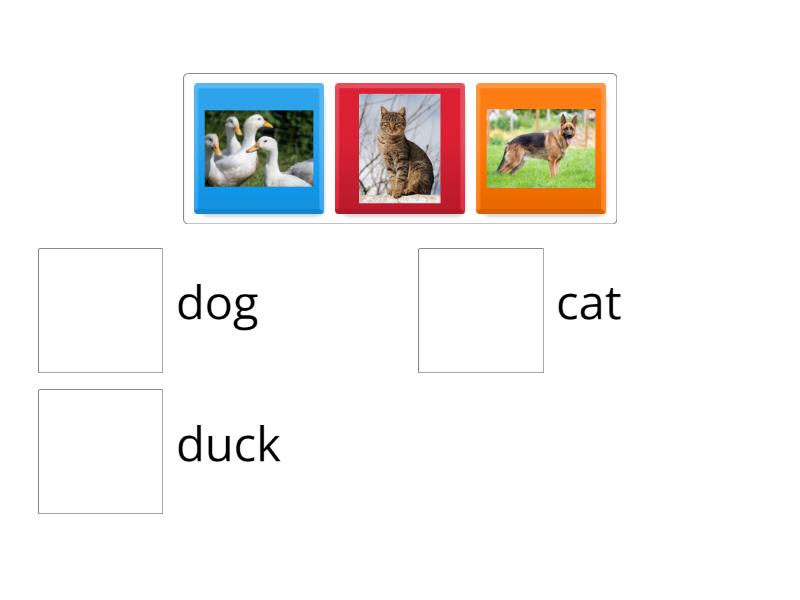Animal - Match up
