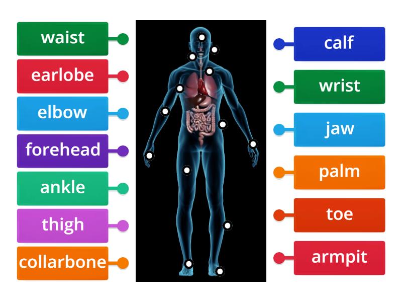 Body - Labelled diagram