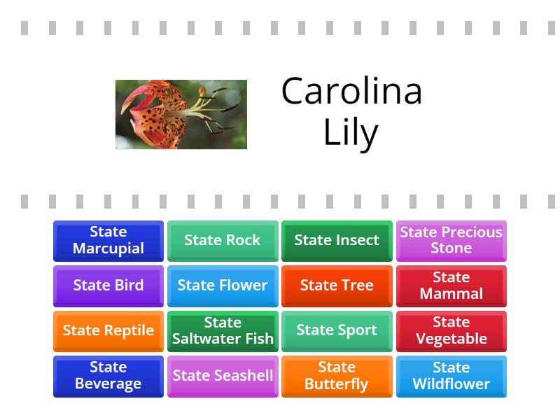 North Carolina State Symbols Symbol/Actual Symbol - Find the match