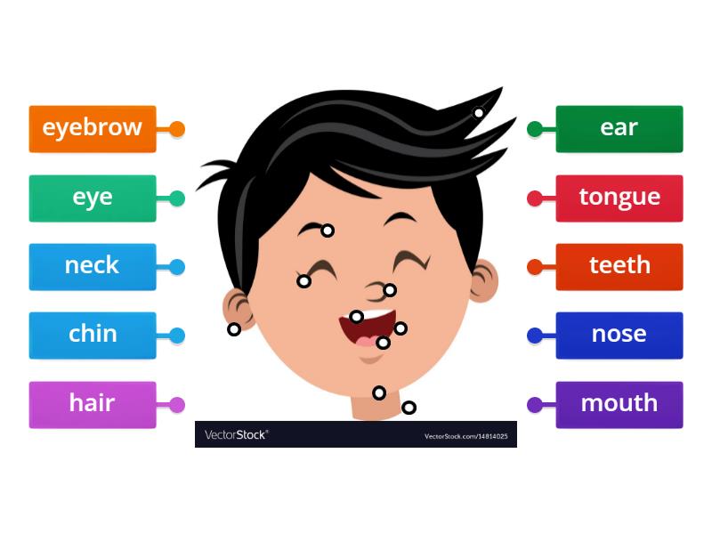 face parts - Labelled diagram