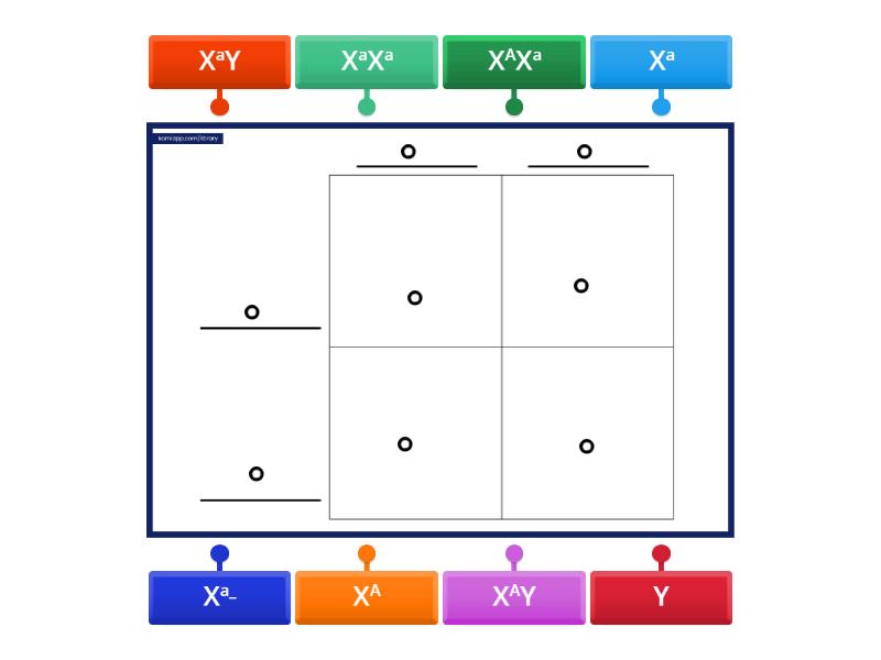 Punnet Square Practice 2 (Sex-linked) - Labelled diagram